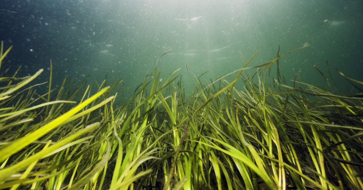 Wie trägt Seegras zur Bekämpfung des Klimawandels bei? | Helmholtz KLIMA